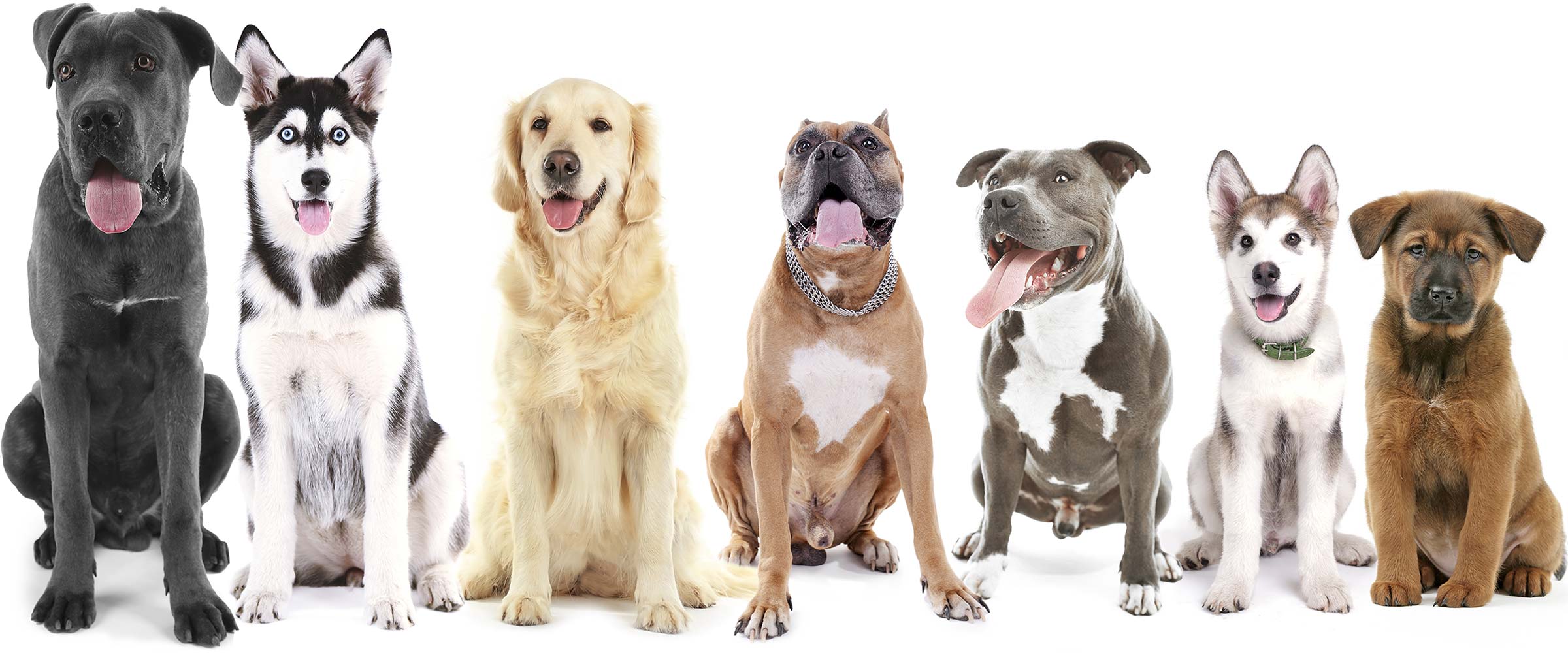Dog Sitting Quote Template Quote Examples Quotient UK