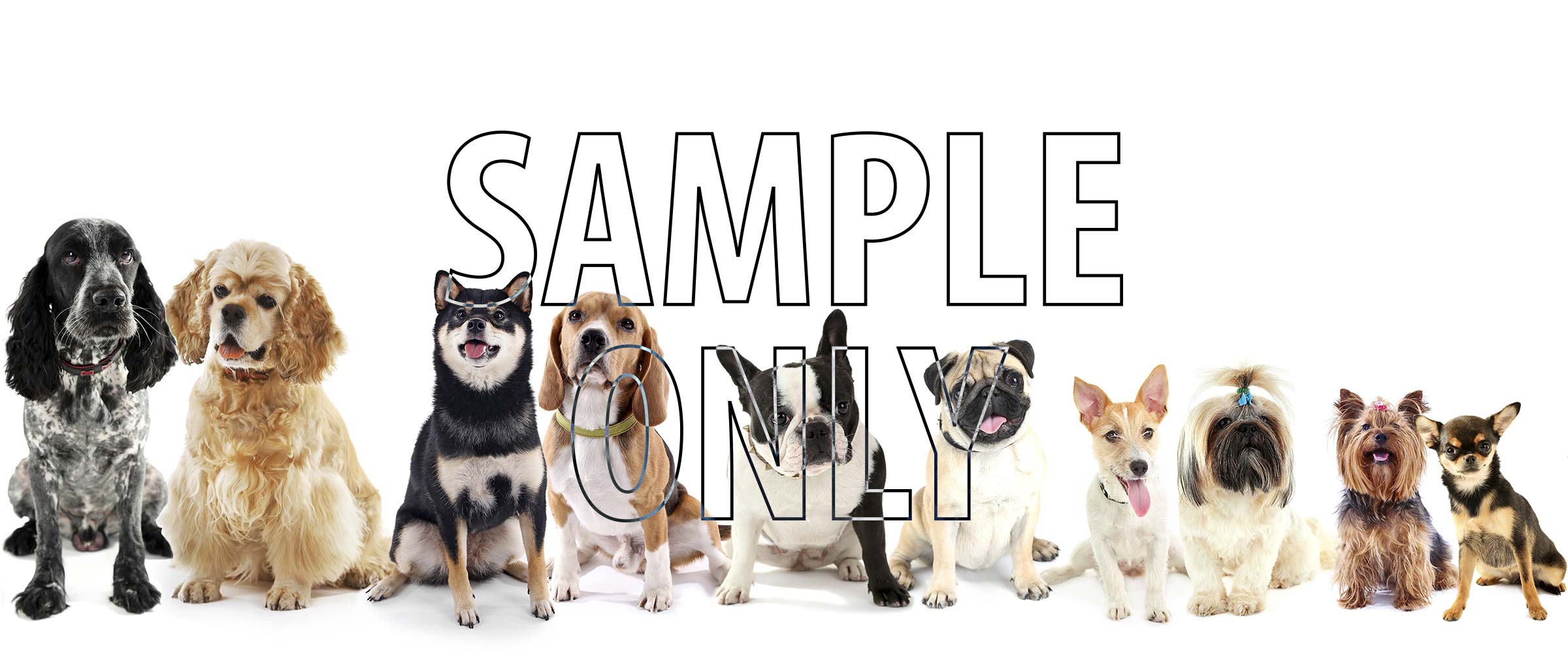 Dog Sitting Quote Template Quote Examples Quotient AU